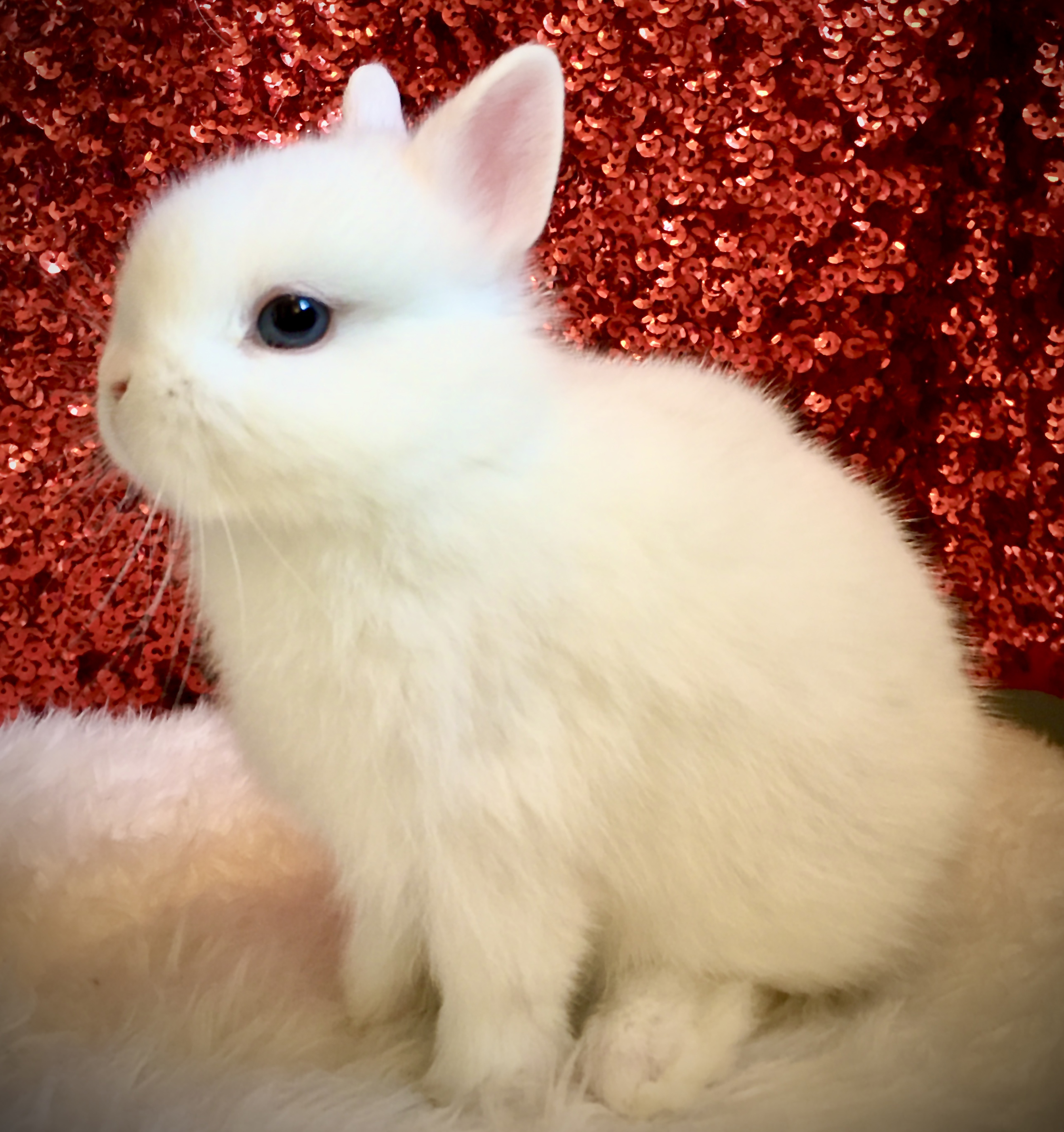 Down the Rabbit Hole Netherland Dwarf Rabbits - California