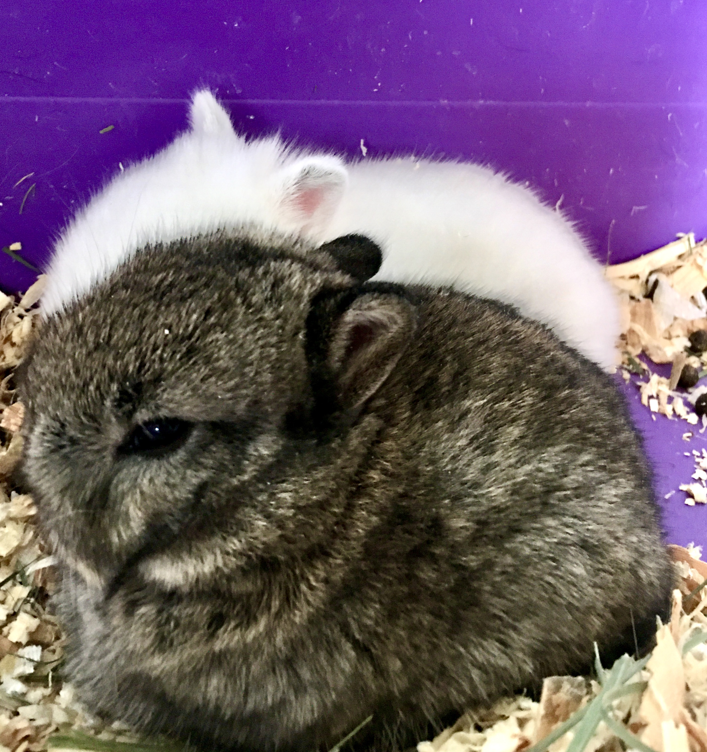 Down the Rabbit Hole Netherland Dwarf Rabbits - California