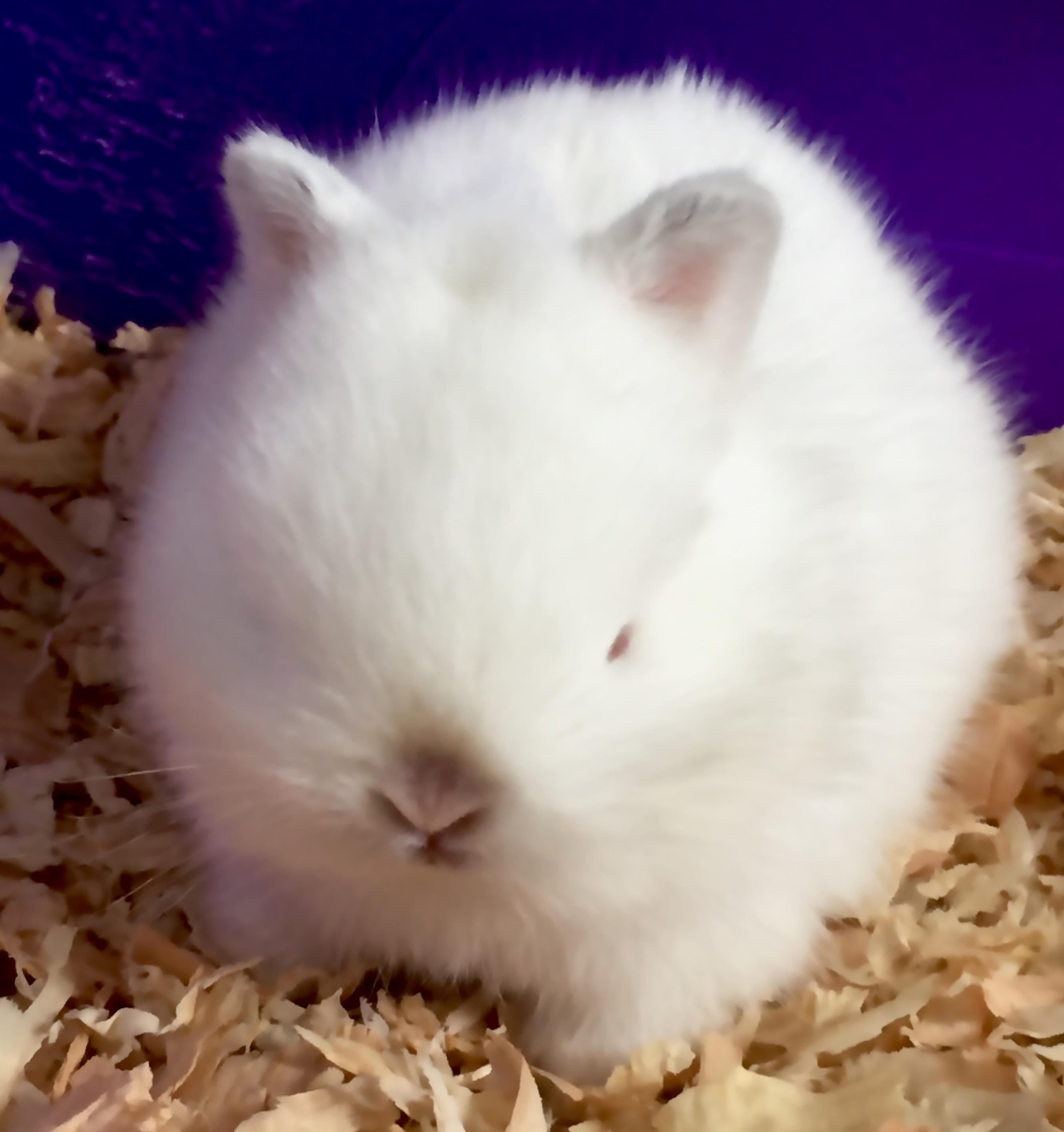 Down the Rabbit Hole Netherland Dwarf Rabbits - California