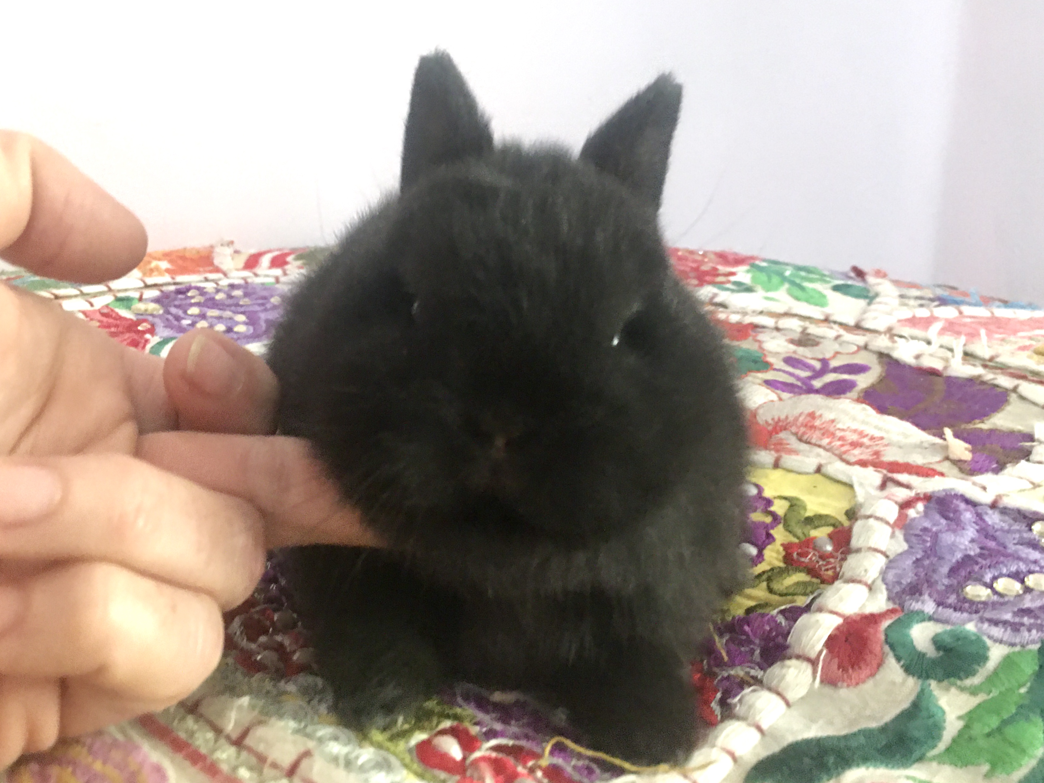 Down the Rabbit Hole Netherland Dwarf Rabbits - California