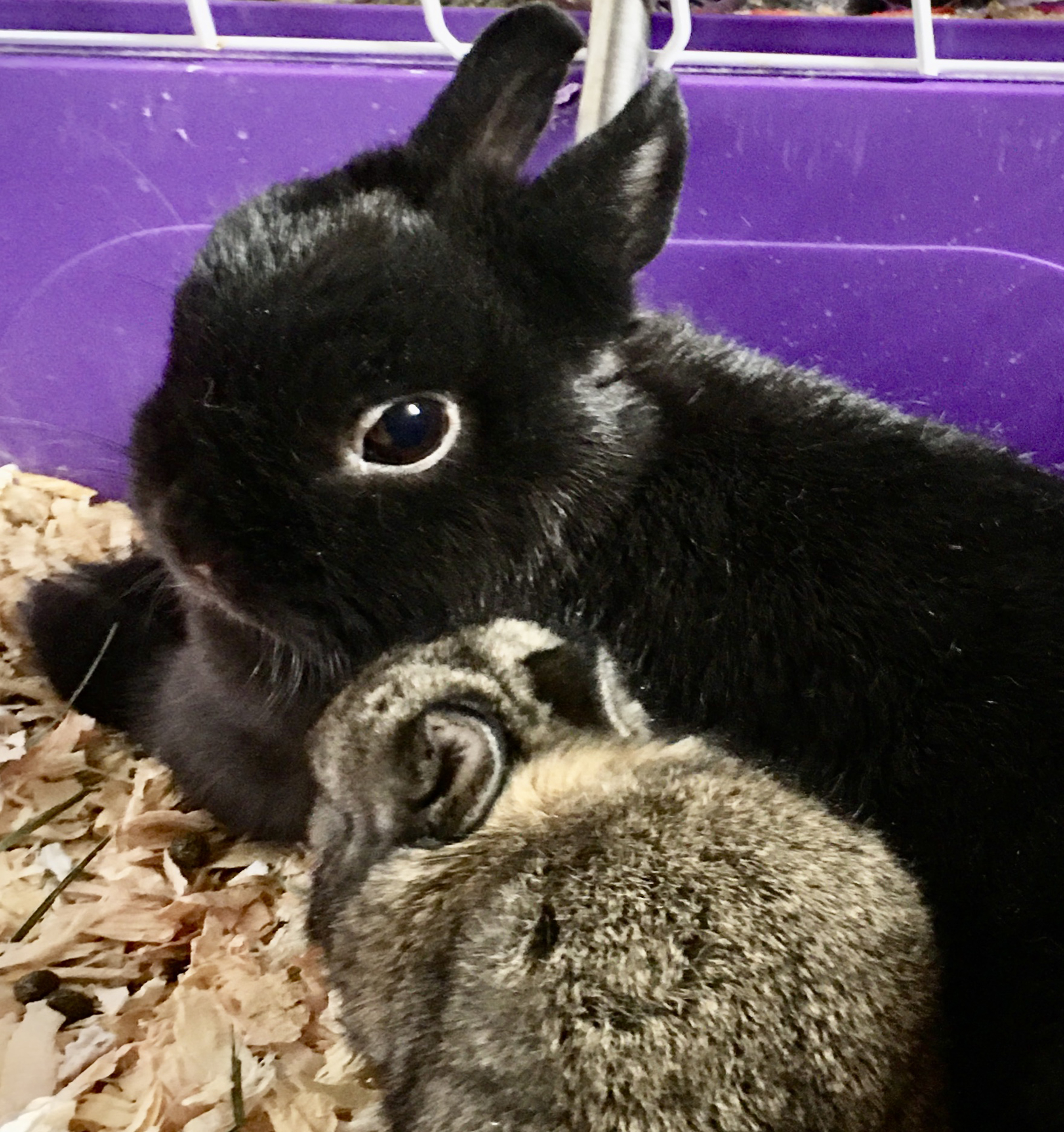 Down the Rabbit Hole Netherland Dwarf Rabbits - California
