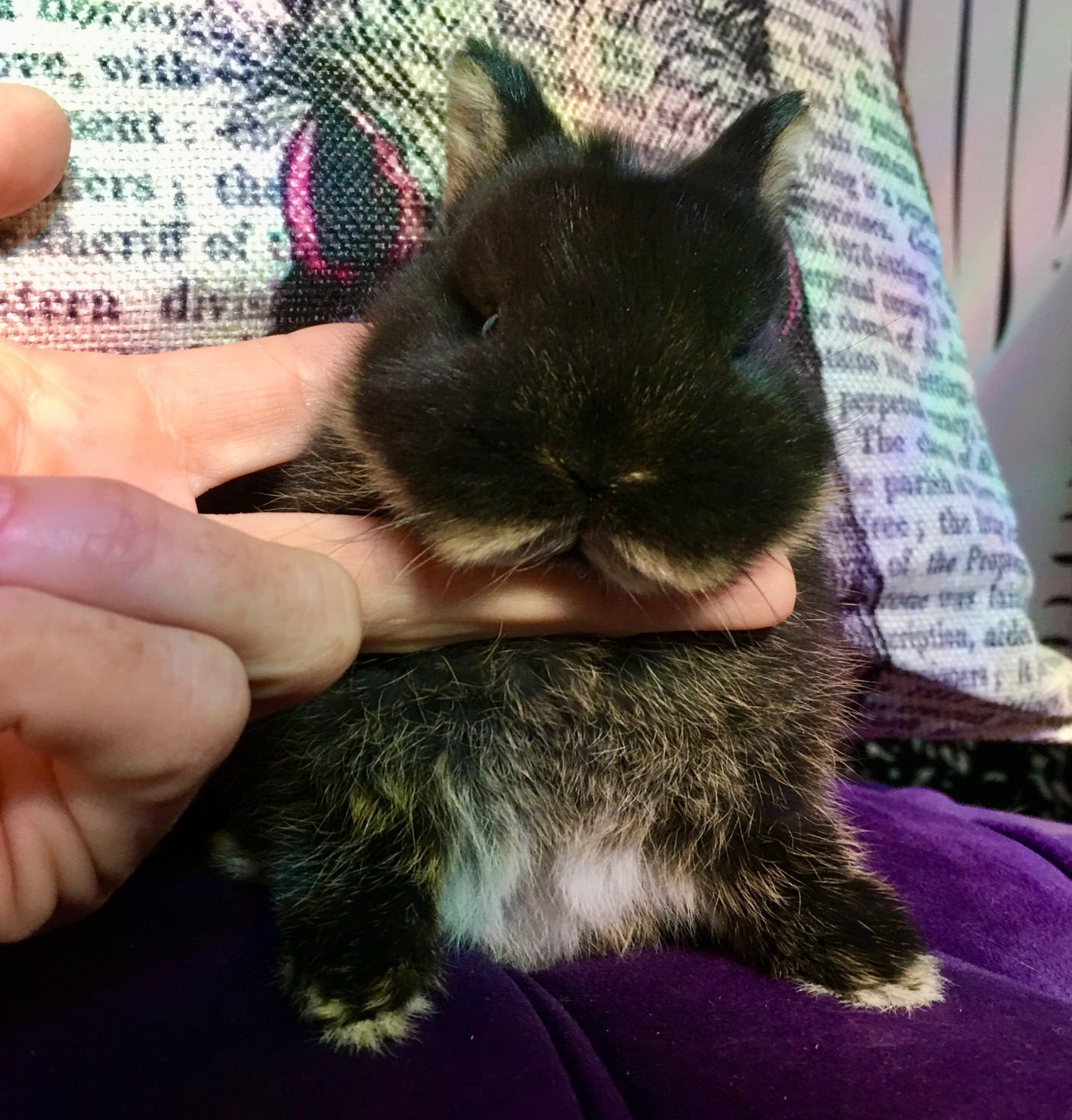 Down the Rabbit Hole Netherland Dwarf Rabbits - California