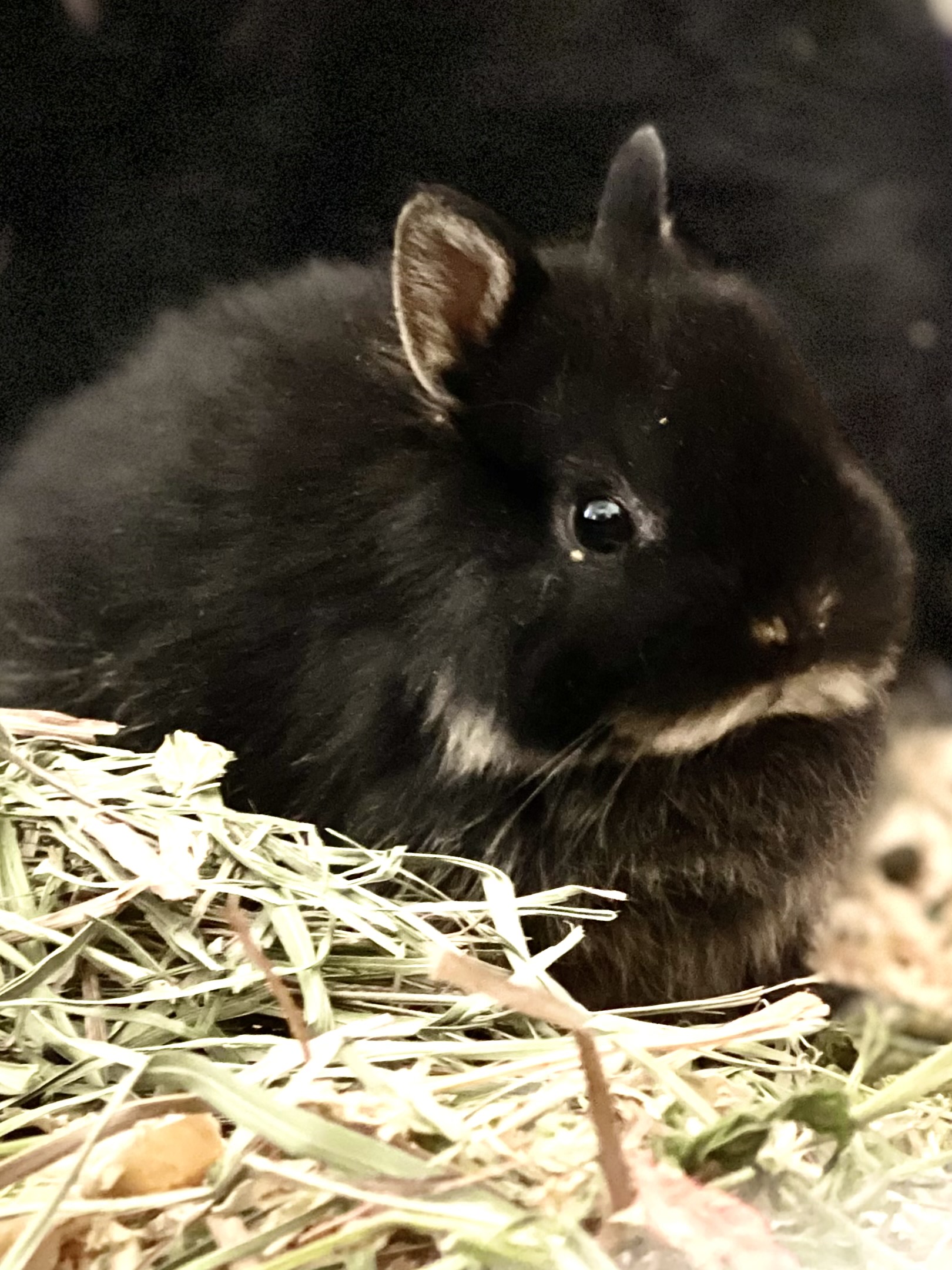 Down the Rabbit Hole Netherland Dwarf Rabbits - California