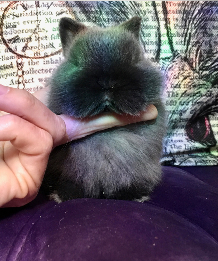 Down the Rabbit Hole Netherland Dwarf Rabbits - California