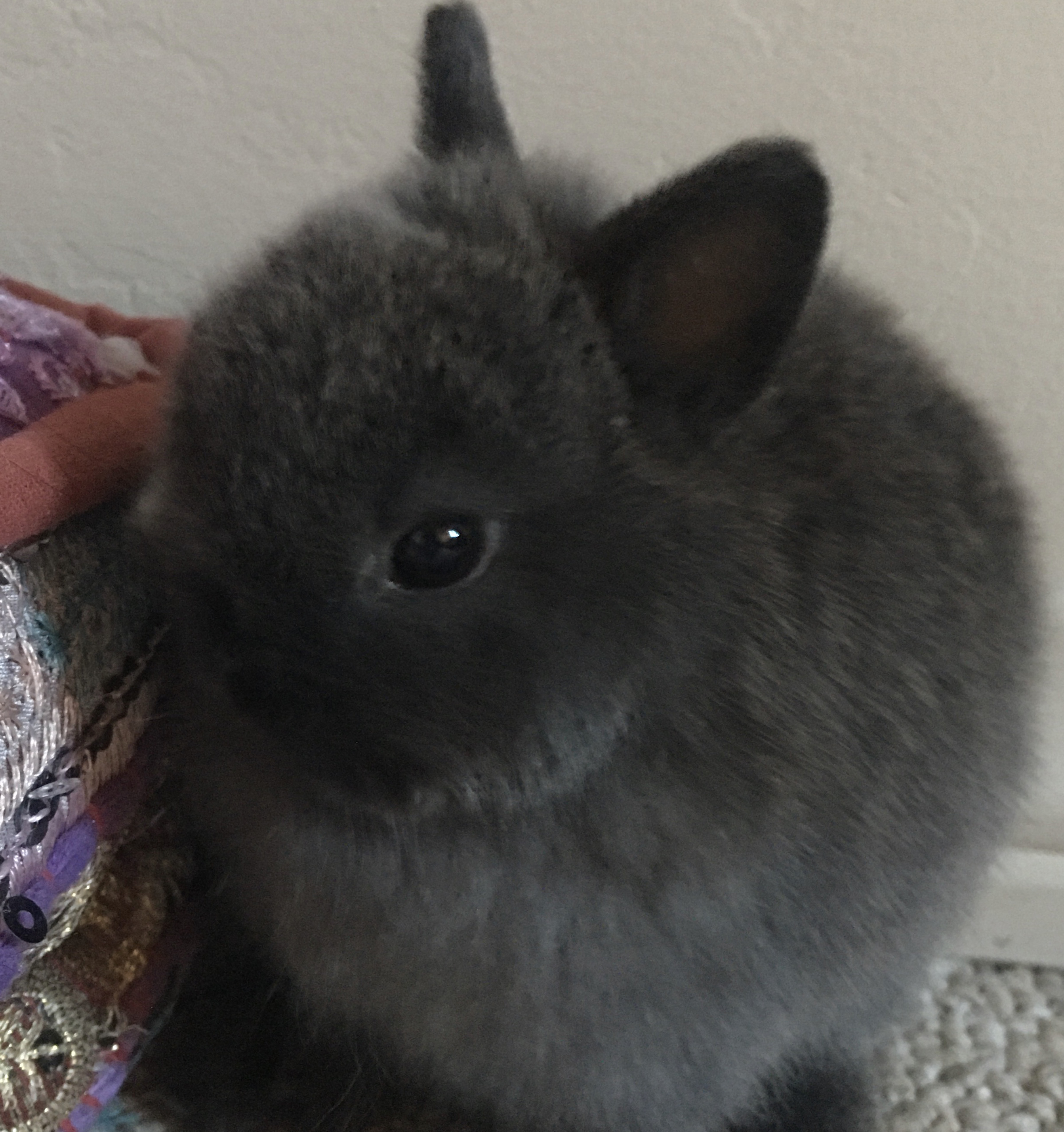 Down the Rabbit Hole Netherland Dwarf Rabbits - California